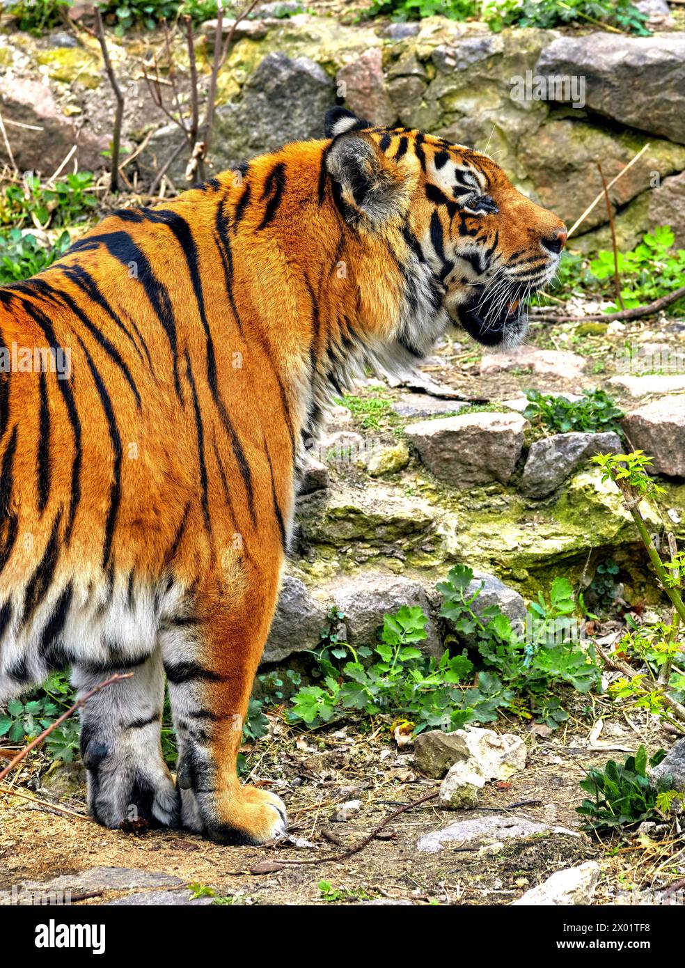 Image of a striped tiger on the stones of a zoo enclosure Stock Photo ...