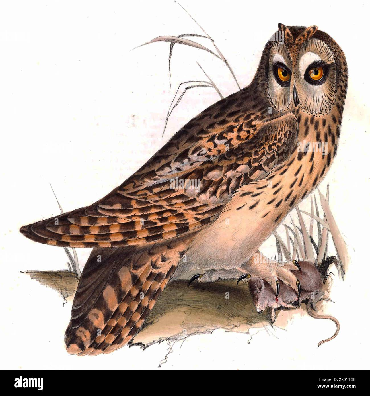 Vintage illustrations of owl species worldwide Stock Photo - Alamy
