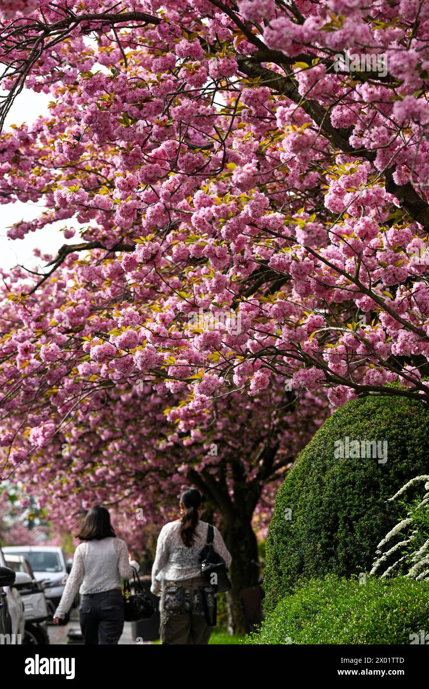 Berlin, Germany. 09th Apr, 2024. Japanese ornamental cherries bloom in Onkel-Bräsig-Straße in ...