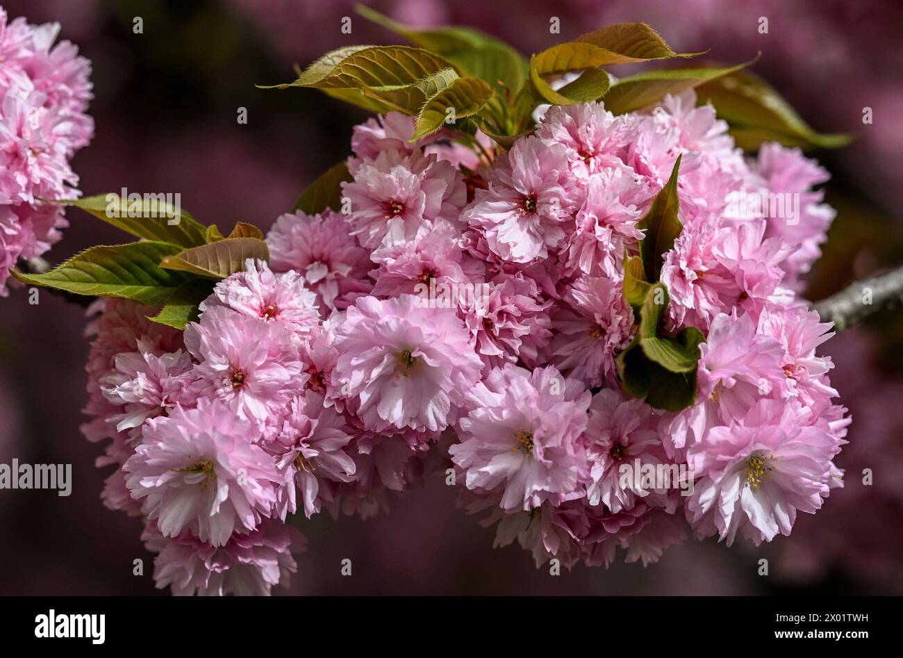Berlin, Germany. 09th Apr, 2024. Japanese ornamental cherries bloom in ...