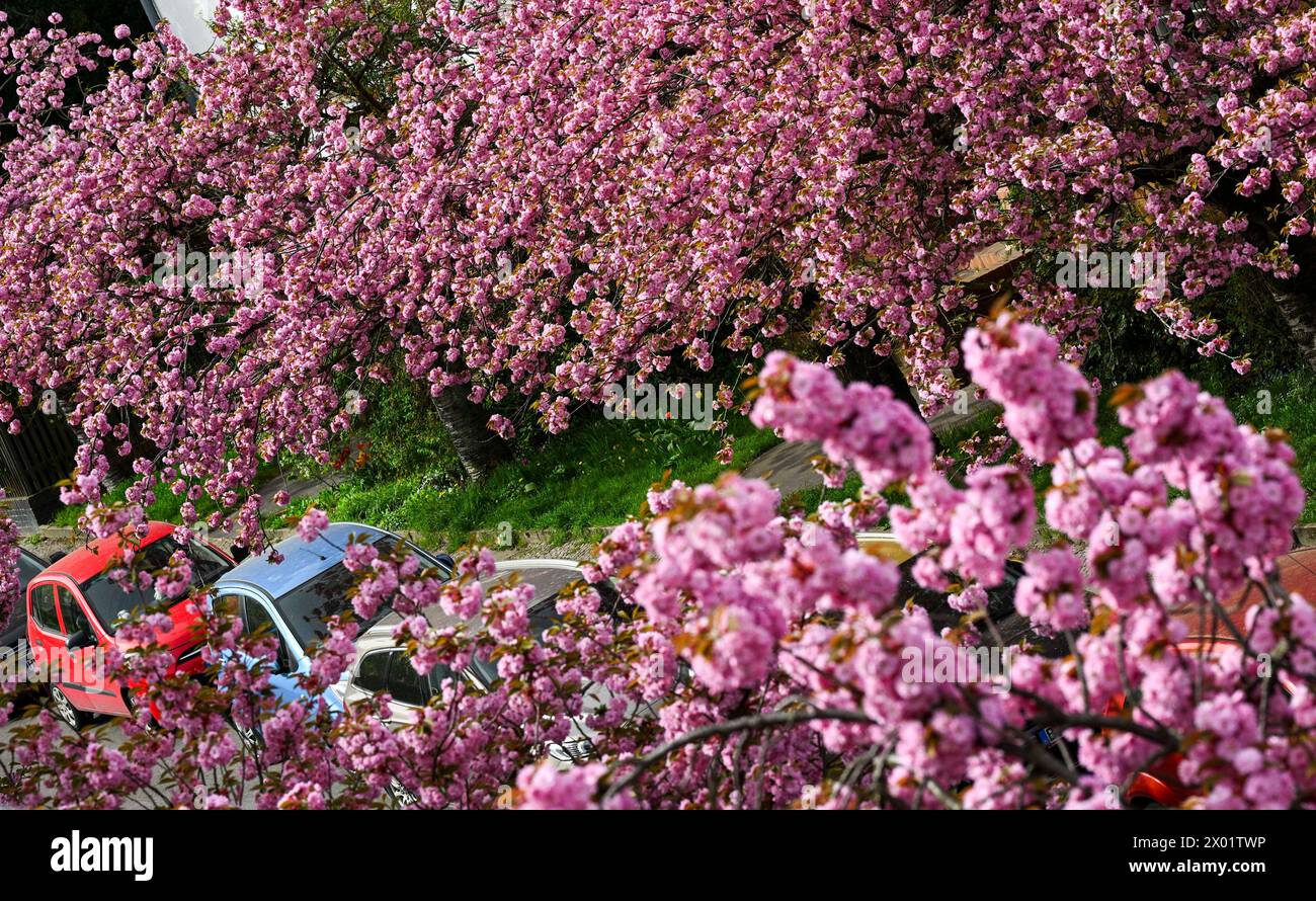 Berlin, Germany. 09th Apr, 2024. Japanese ornamental cherries bloom in ...