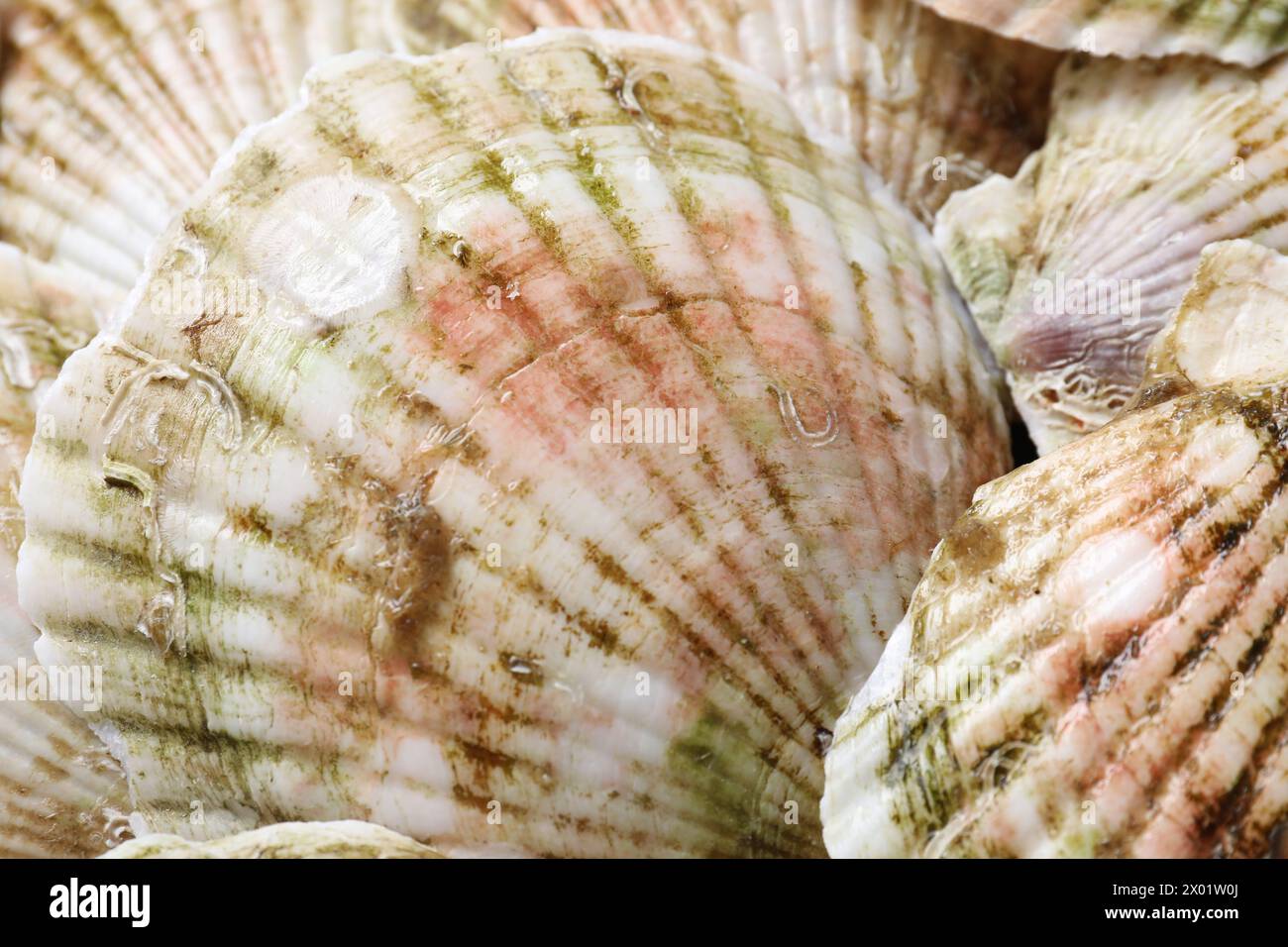 Fresh raw scallops in shells as background, closeup Stock Photo - Alamy