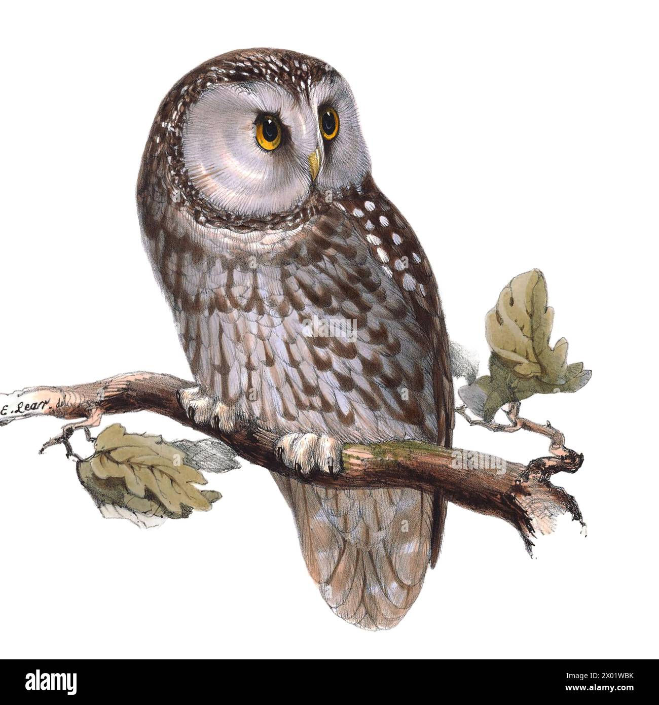Vintage illustrations of owl species worldwide Stock Photo - Alamy