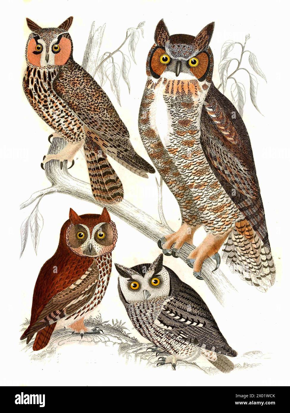 Vintage inspired owl illustrations hi-res stock photography and images ...