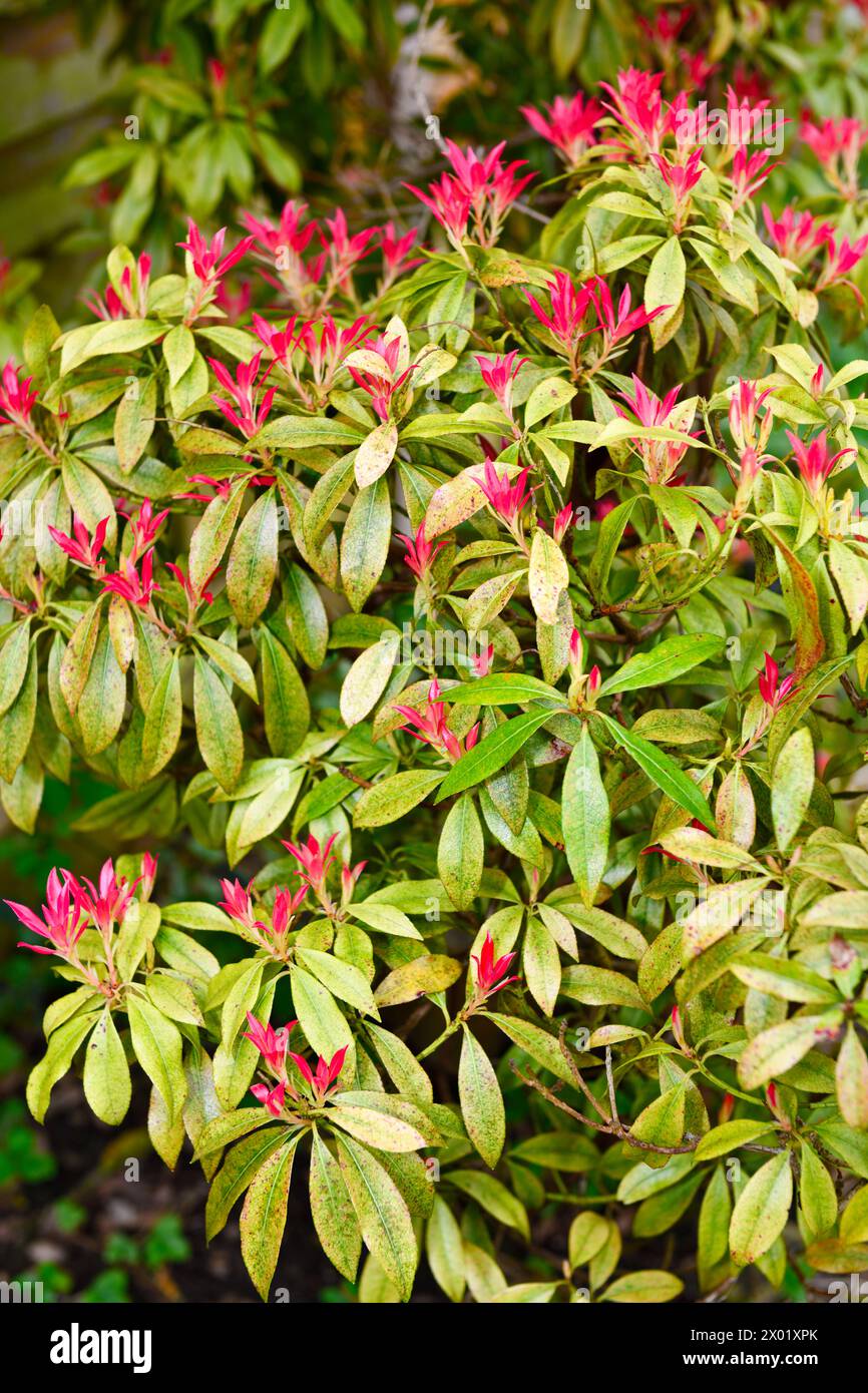 Shrub hi res hi-res stock photography and images - Alamy