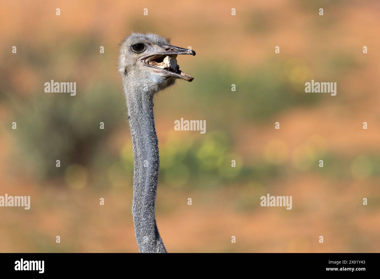Ostrich (Struthio camelus) with bone stuck in beak, Kgalagadi ...