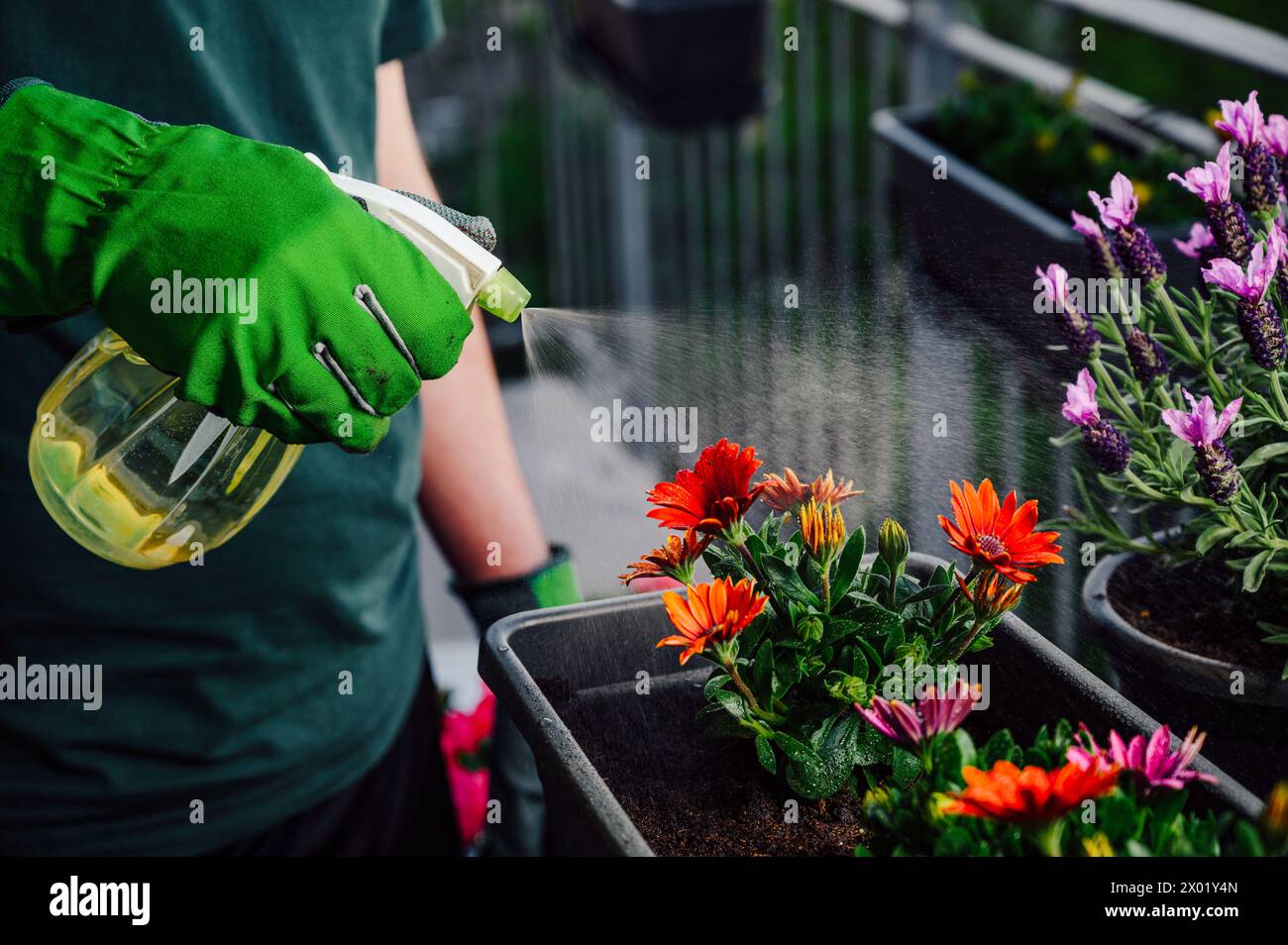 Watering osteospermum daisy bushes Stock Photo - Alamy