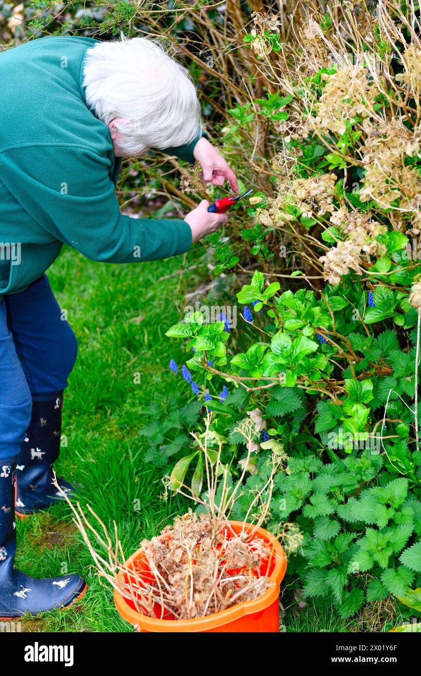 Hydrangea (hortensia) Pruning dead foliage in the Garden March Chard ...