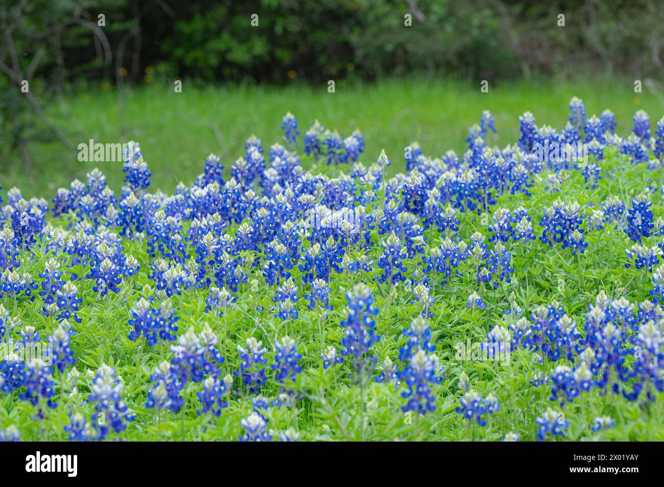 A spring patch of vibrant Texas bluebonnets, Lupinus texensis Stock ...