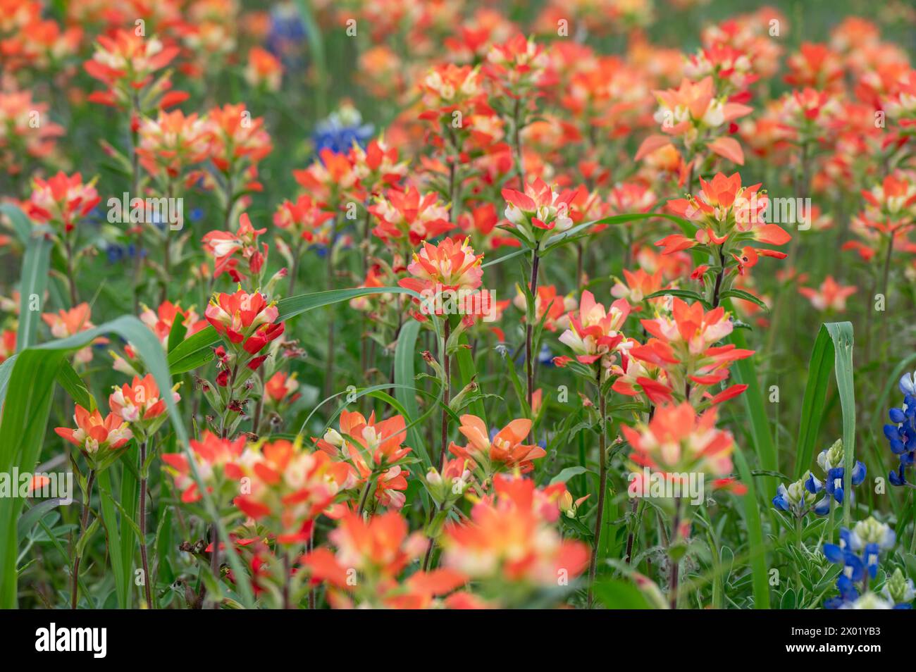 Bright orange Indian paintbrush, castilleja, growing in a Texas meadow ...