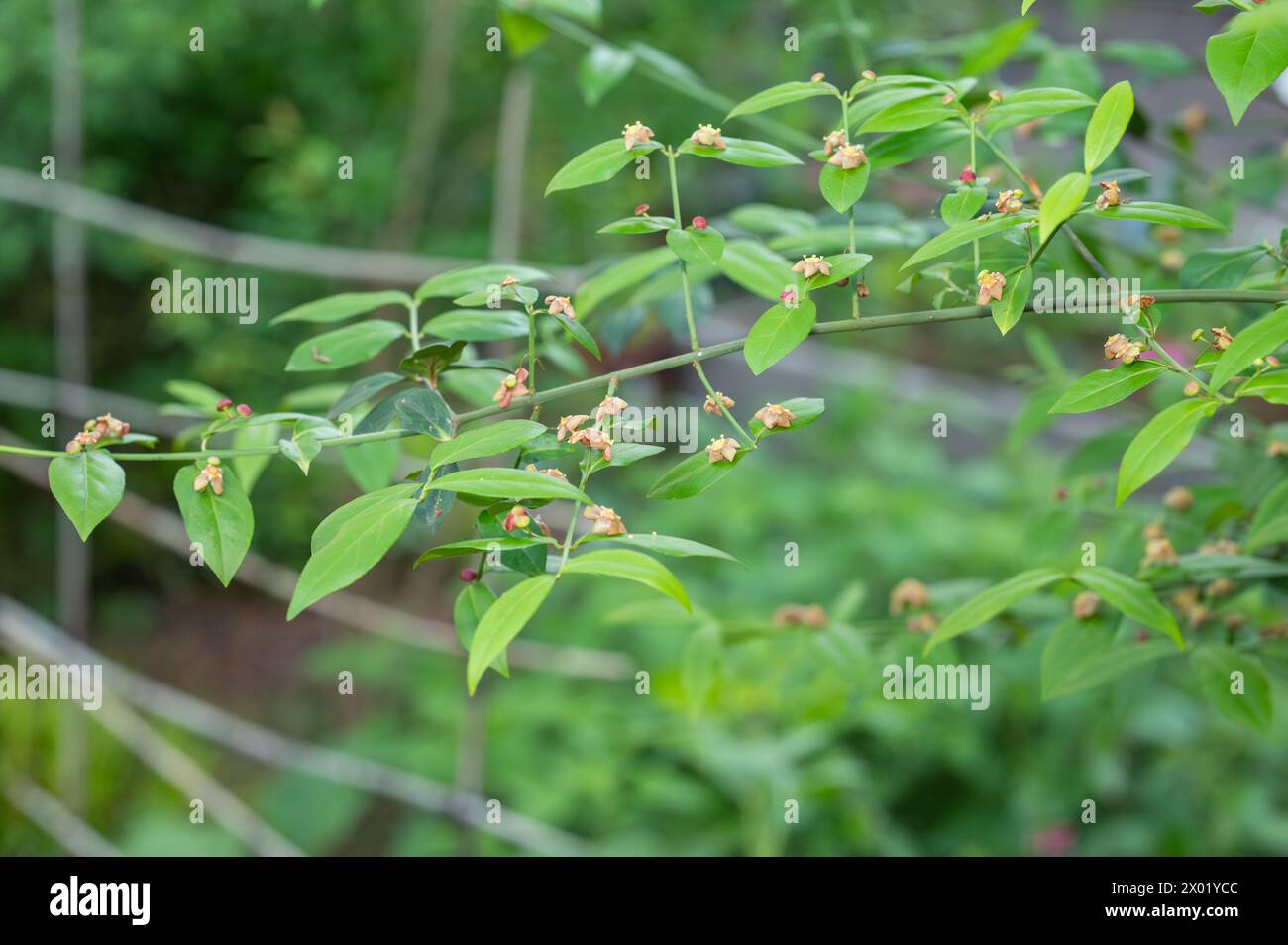 American strawberry bush hi-res stock photography and images - Alamy