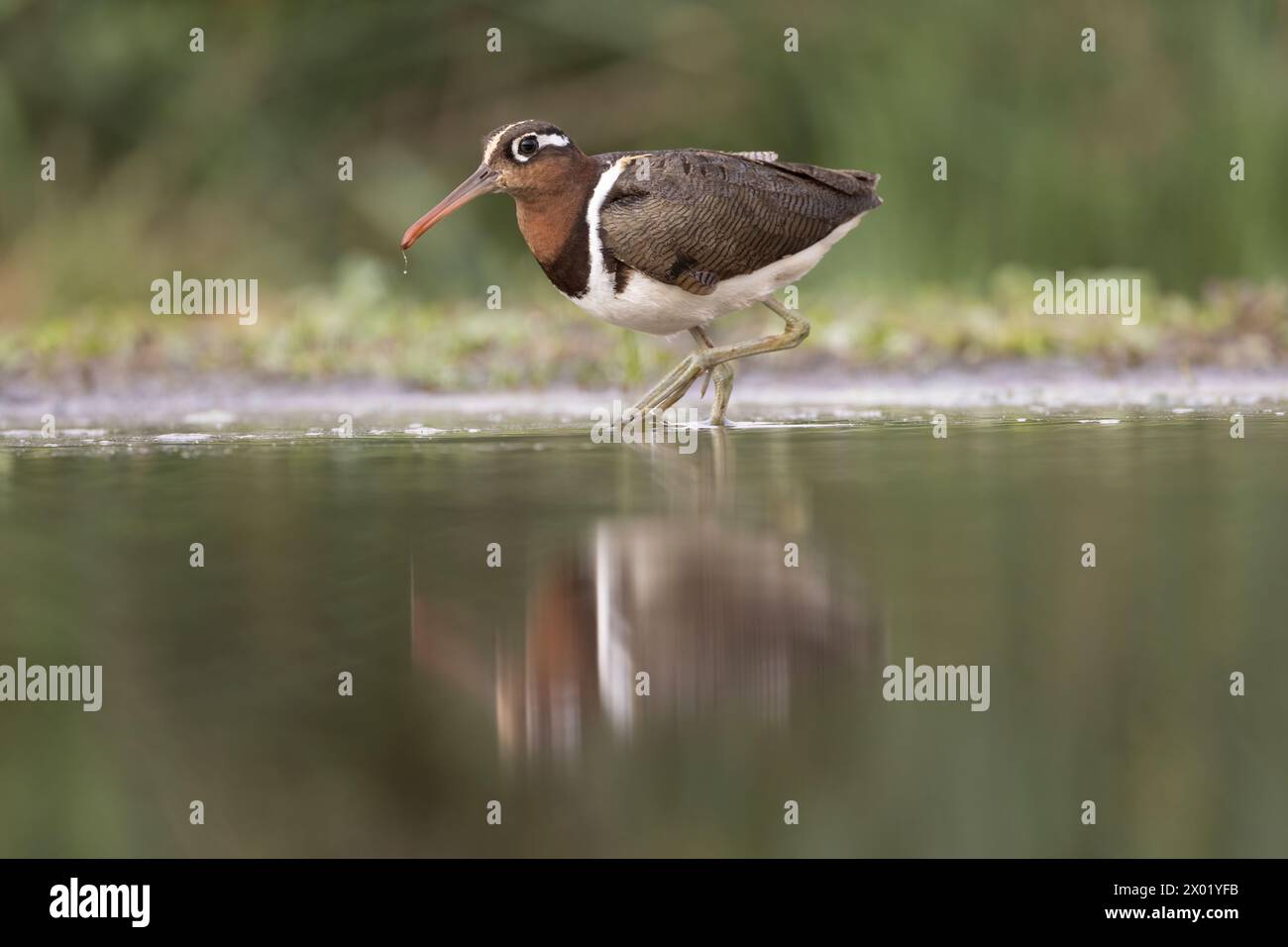 Greater painted-snipe (Rostratula benghalensis), Zimanga game reserve ...