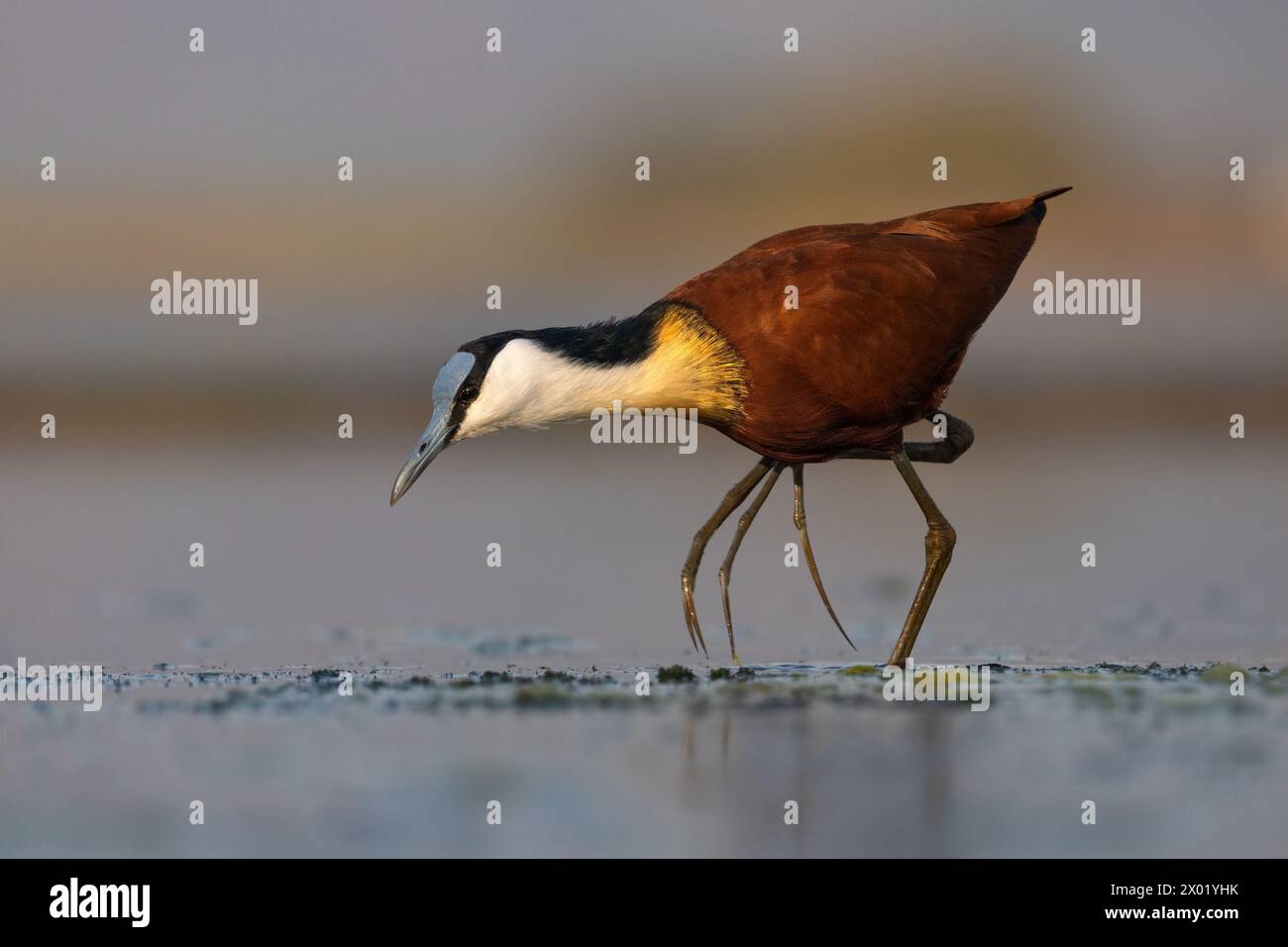 African jacana (Actophilornis africanus), Zimanga game reserve, South ...