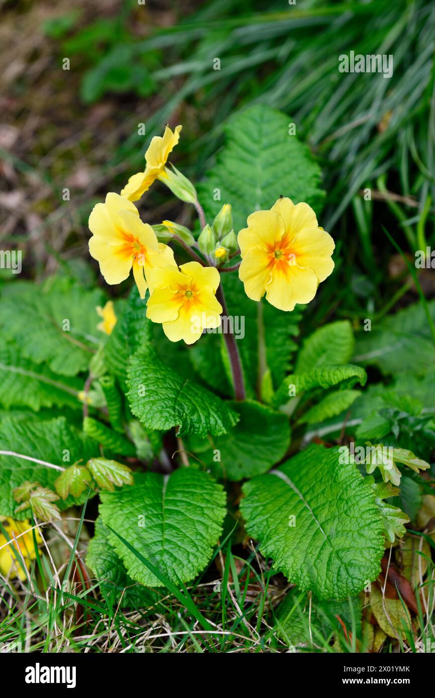 Primrose (Primula vulgaris) in English Garden in Chard Somerset England ...