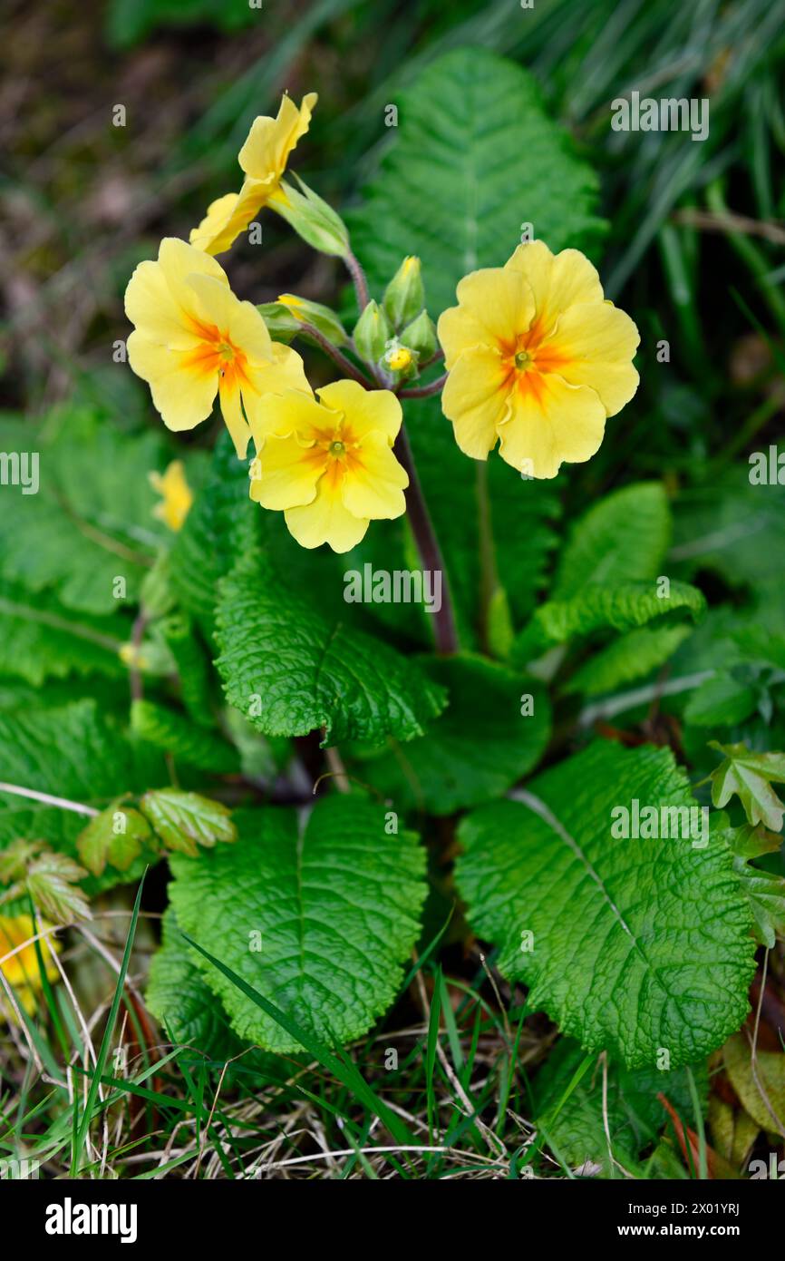 Primrose (Primula vulgaris) in English Garden in Chard Somerset England ...