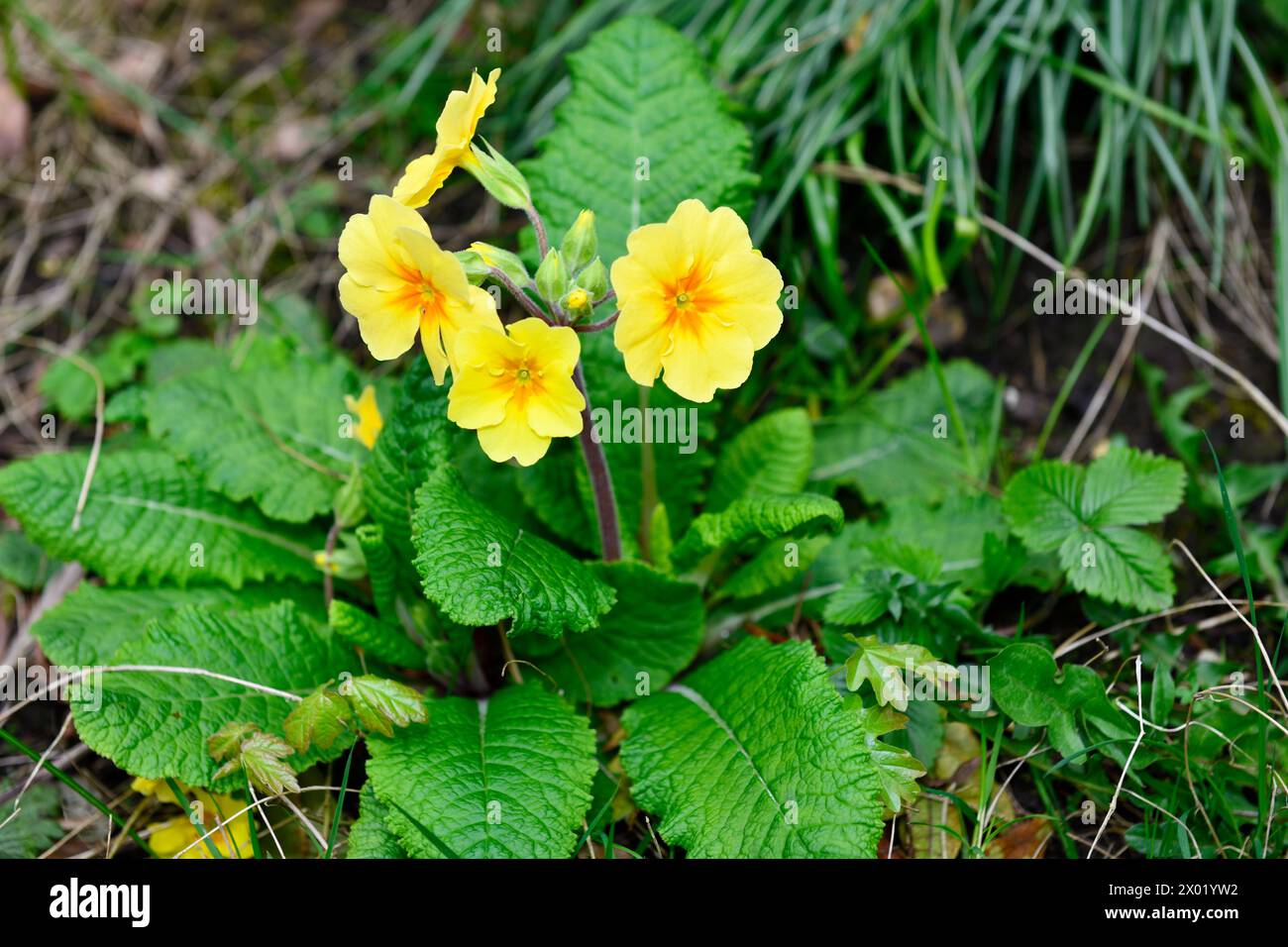 Primrose (Primula vulgaris) in English Garden in Chard Somerset England ...