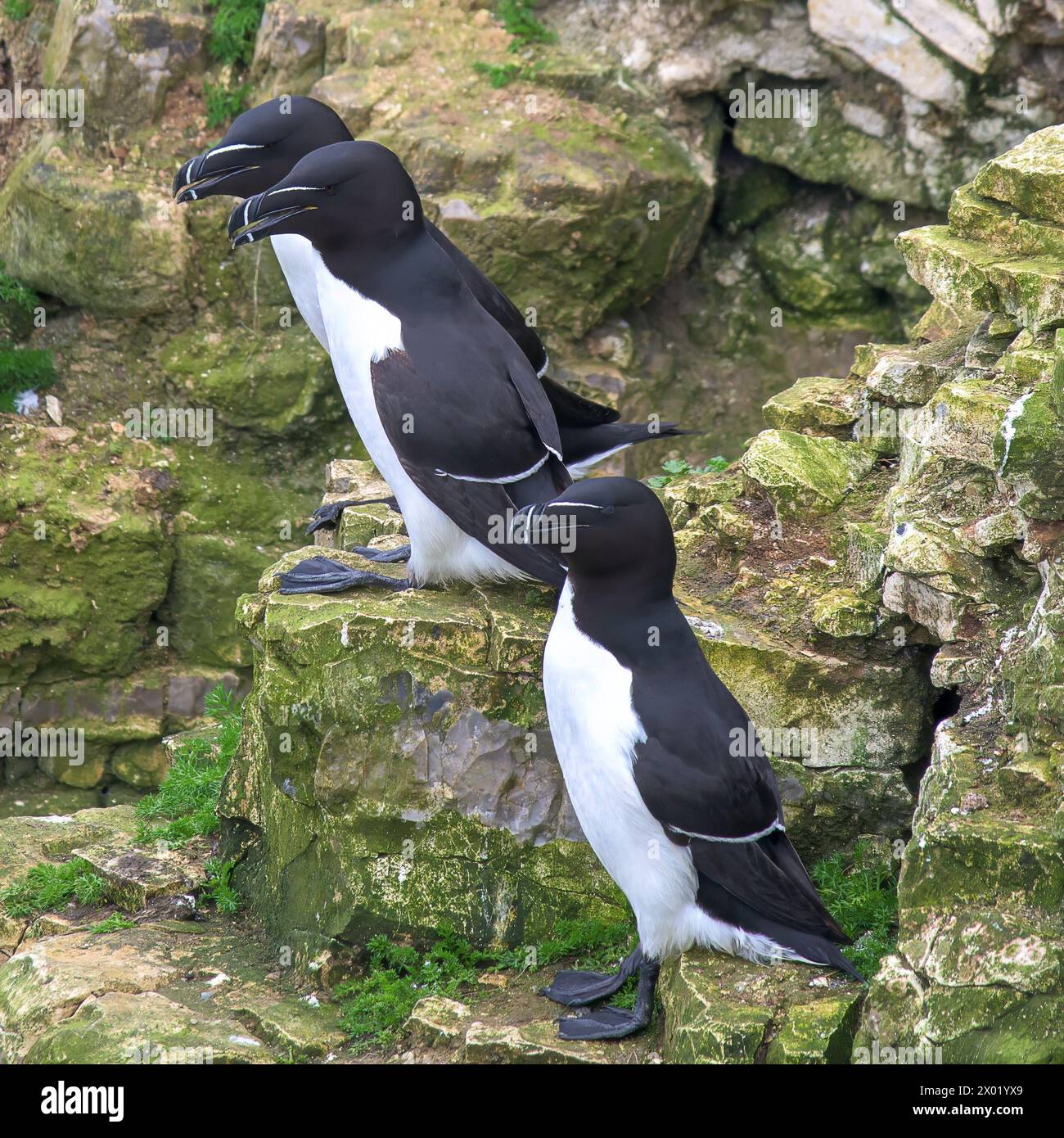 A trio of Razorbill seabirds, Alca torda, standing on the side of ...