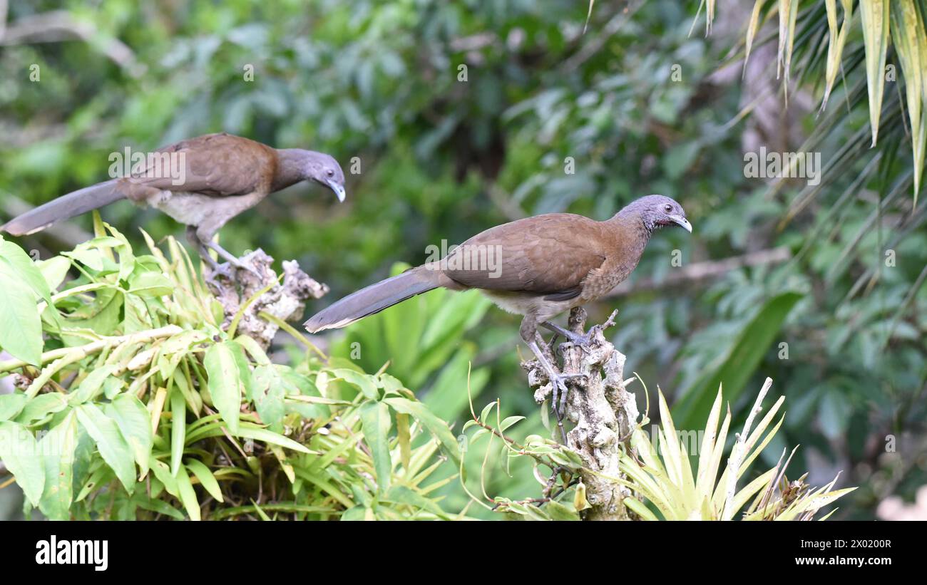 Birds of Costa Rica: Gray-headed Chachalaca (Ortalis cinereiceps ...