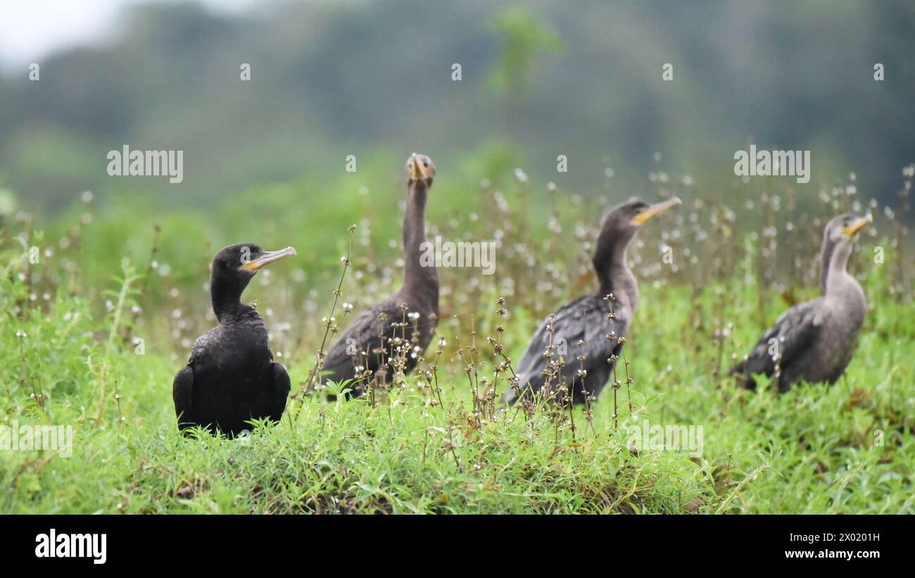 Birds of Costa Rica: Neotropic cormorant (Phalacrocorax brasilianus ...