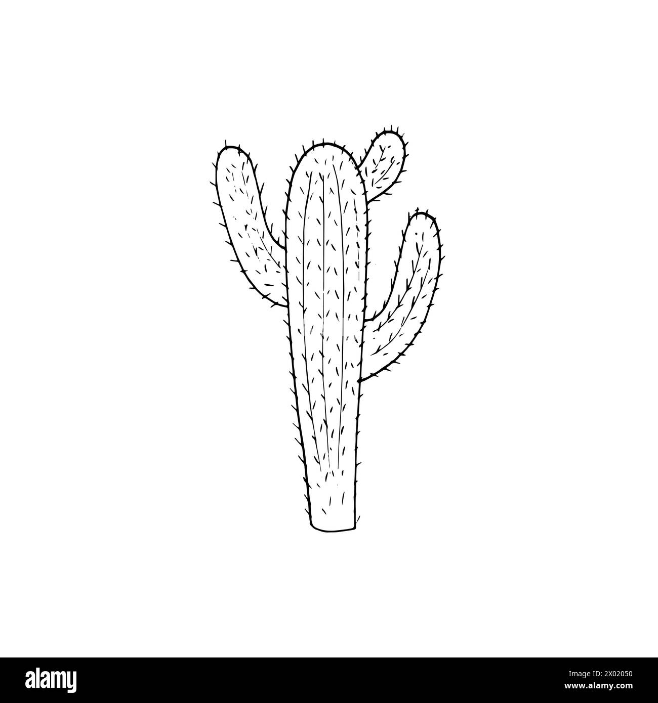hand-drawn cactus drawing in doodle style. Vector Illustration. cacti ...