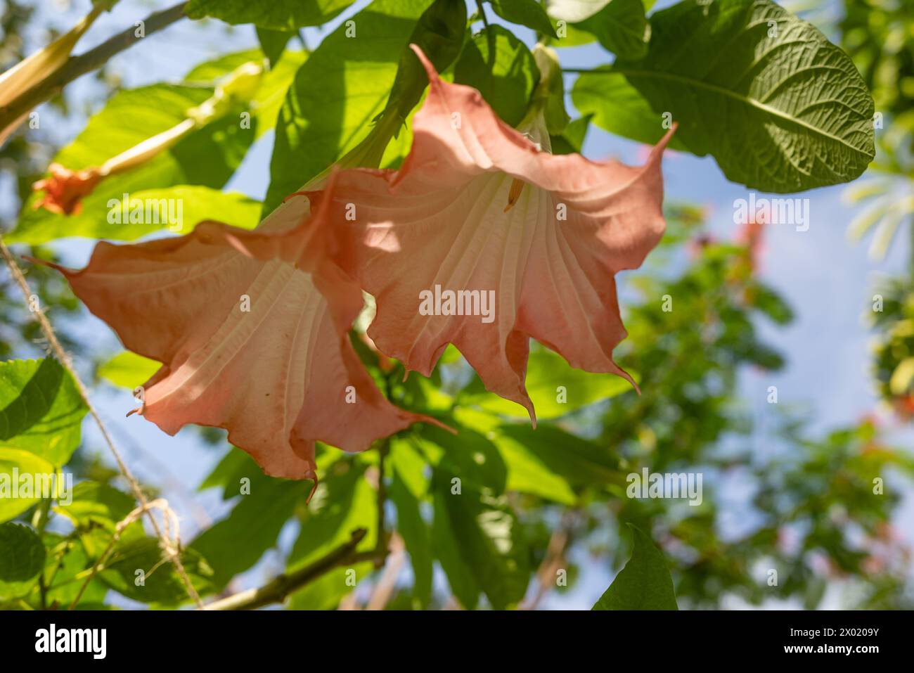 Orange flowers of angels trumpet on blurred green leaves and blue sky background Stock Photo - Alamy