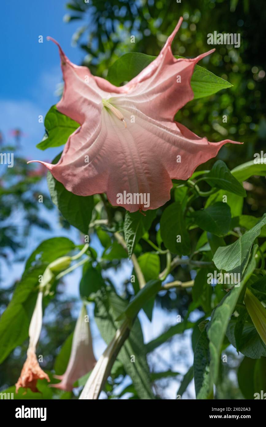 Orange flowers of angels trumpet on blurred green leaves and blue sky background Stock Photo - Alamy