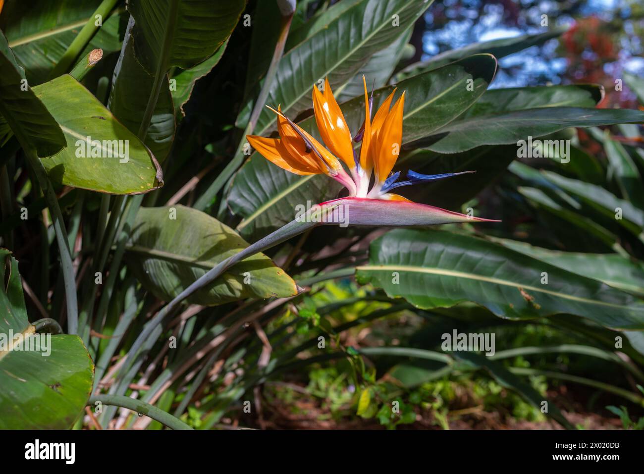 Orange bird of paradise flower on green leaves background. Strelitzia ...
