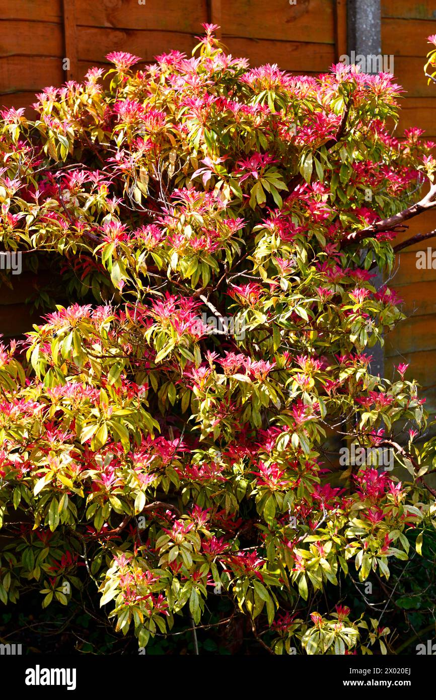 Andromeda hi res hi-res stock photography and images - Alamy