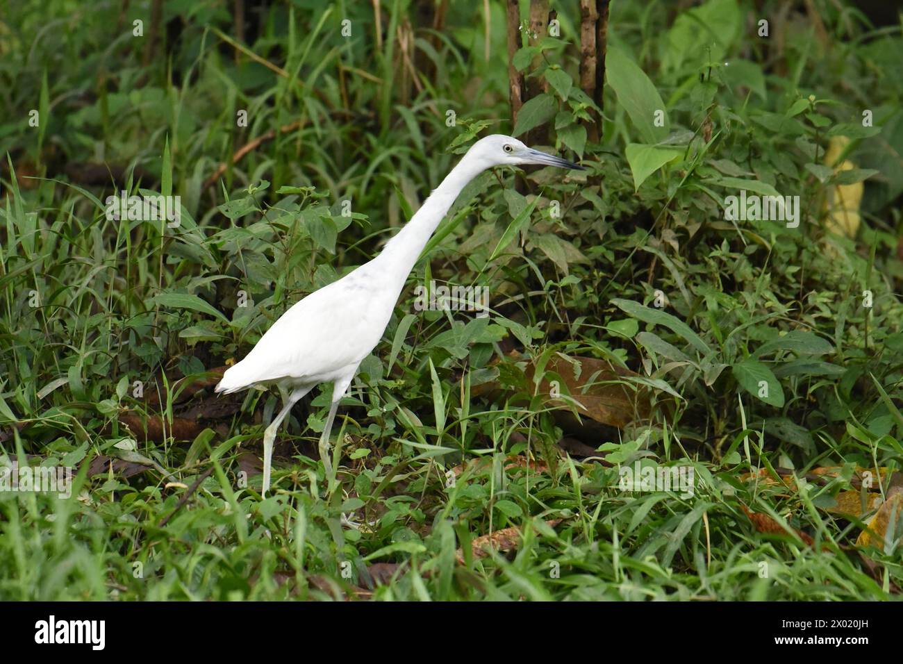 Birds of Costa Rica: Little Blue Heron (Egretta caerulea); Adult birds ...