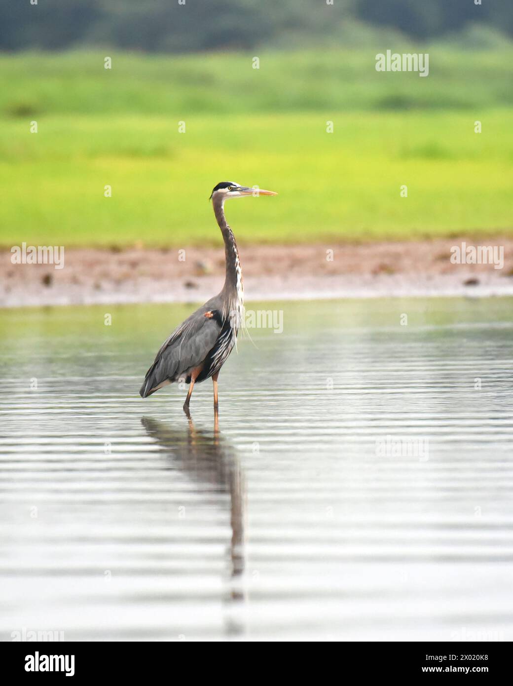 Birds of Costa Rica: Portrait of Great blue heron (Ardea herodias Stock ...