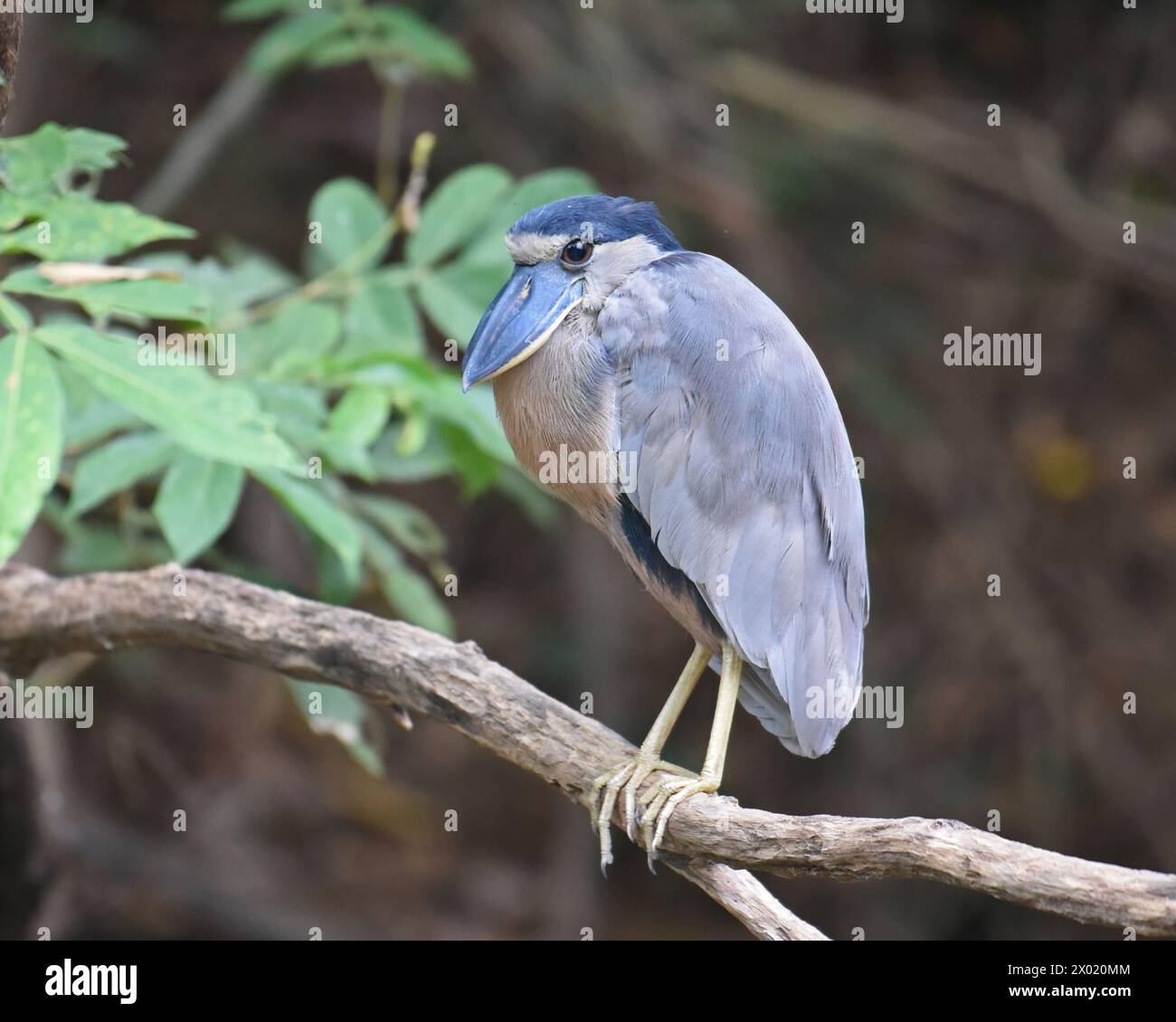 Birds of Costa Rica: Boat-billed Heron (Cochlearius cochlearius Stock ...