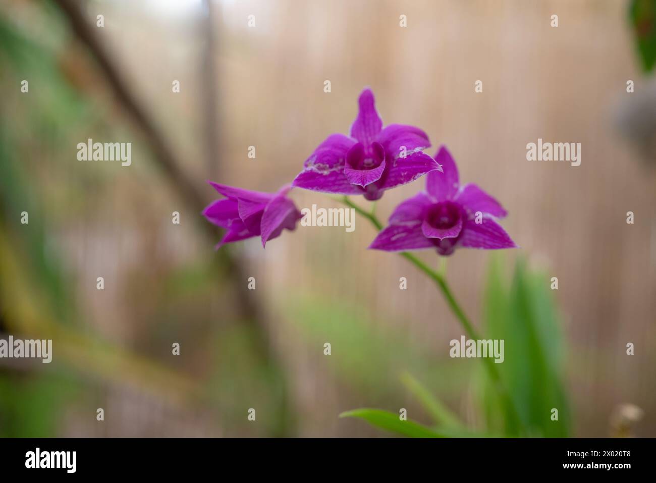 Purple orchid flowers on blurred background. Cymbidium or Boat Orchid ...