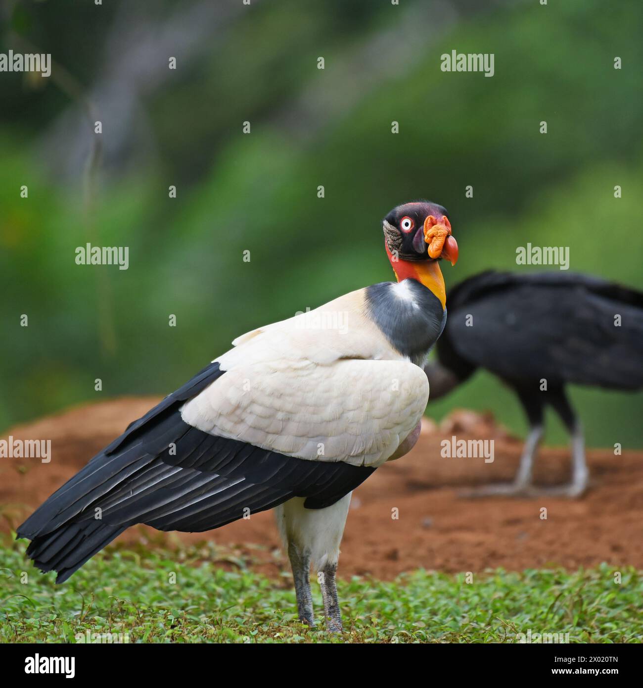 Birds of Costa Rica: King Vulture (Sarcoramphus papa Stock Photo - Alamy