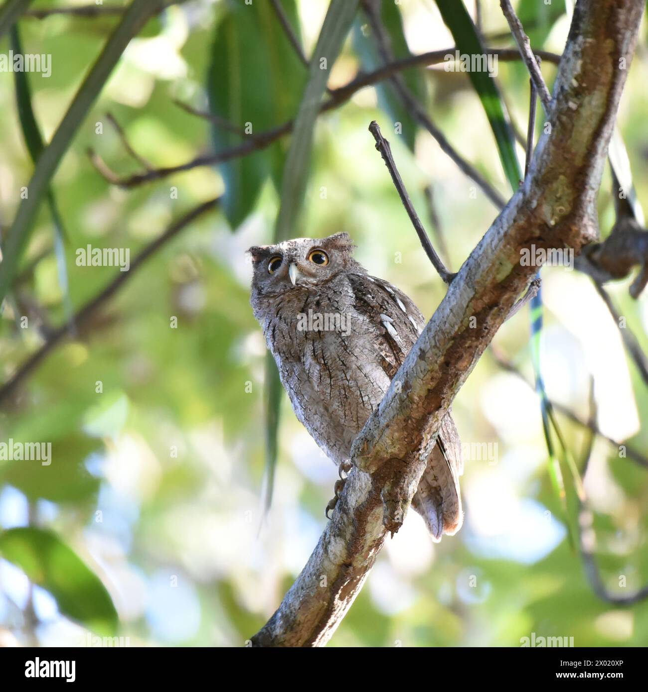 Birds of Costa Rica: Pacific Screech-Owl (Megascops cooperi Stock Photo ...