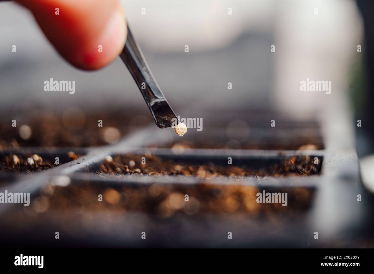 Seed planting in a hatchery Stock Photo - Alamy