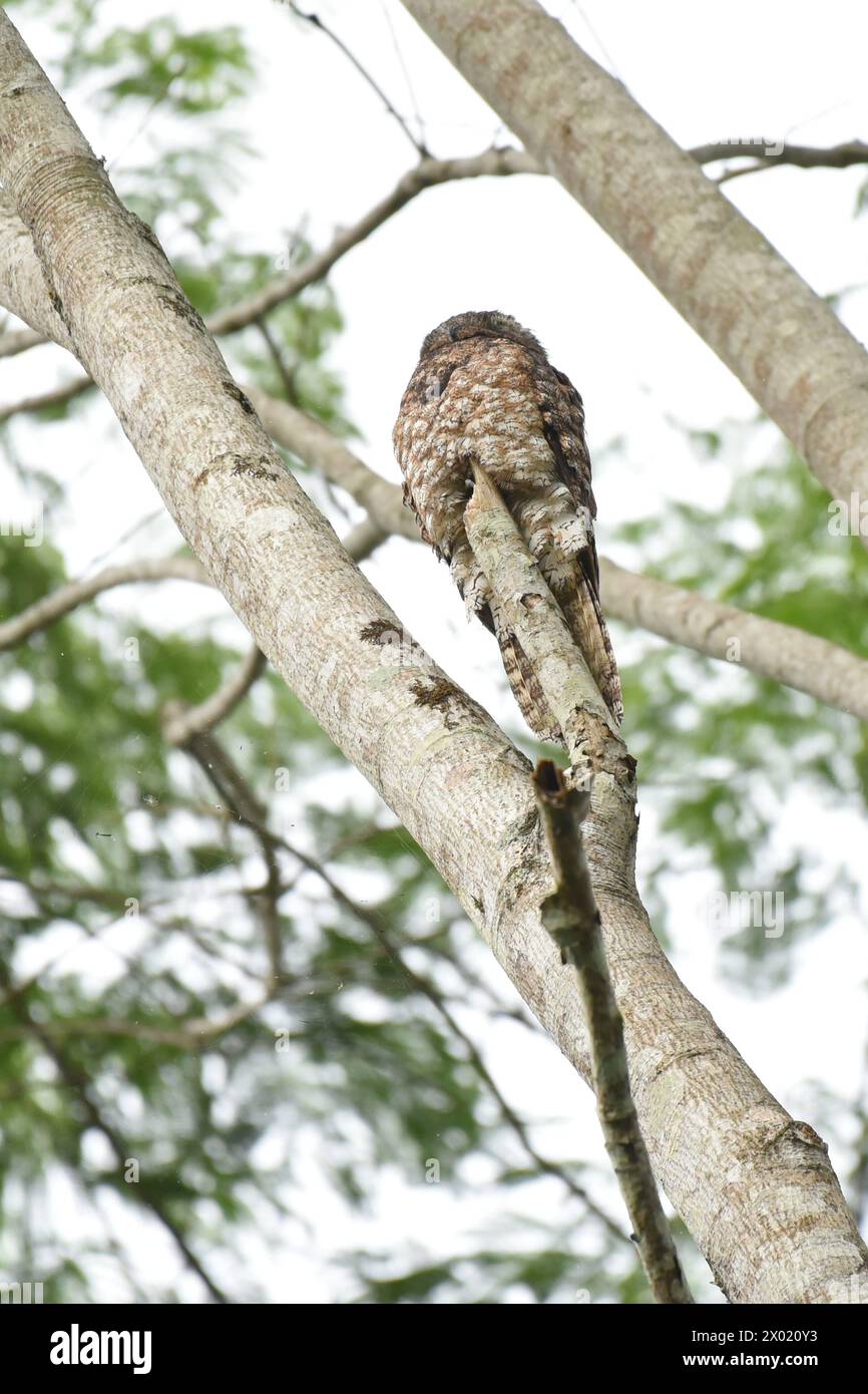 Birds of Costa Rica: Great Potoo (Nyctibius grandis Stock Photo - Alamy