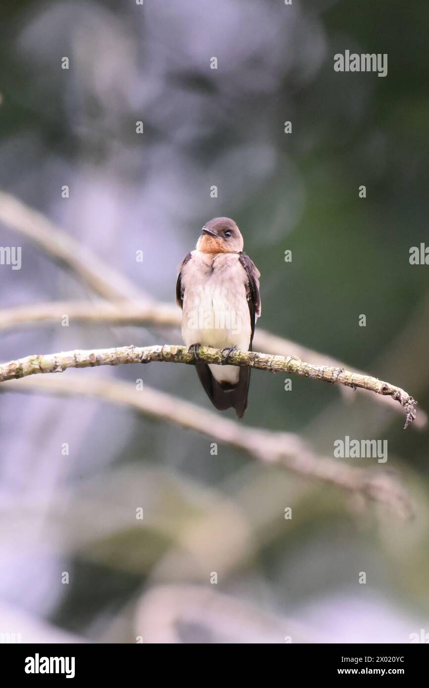 Costa rica mangrove forest hi-res stock photography and images - Alamy