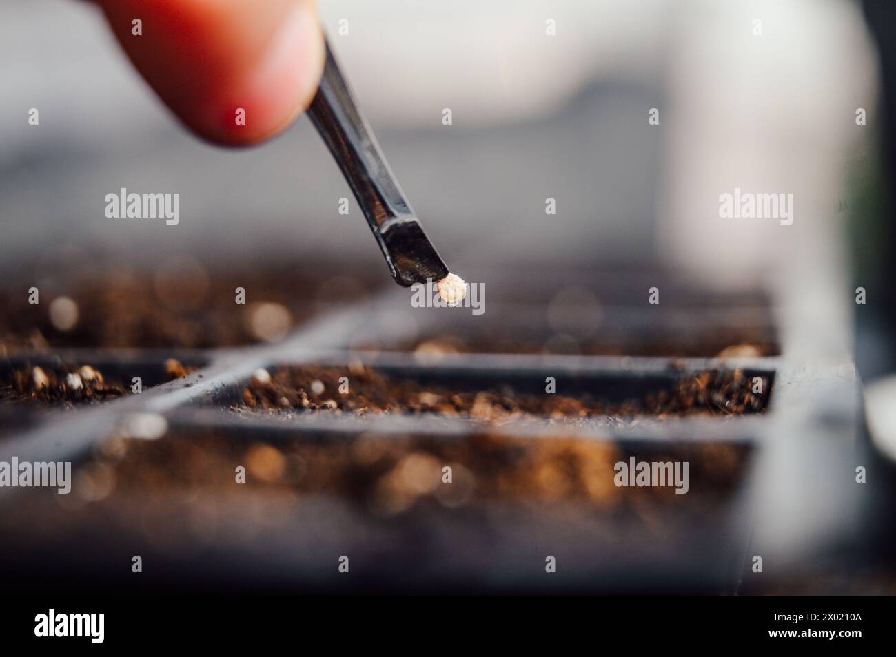 Seed planting in a hatchery Stock Photo - Alamy