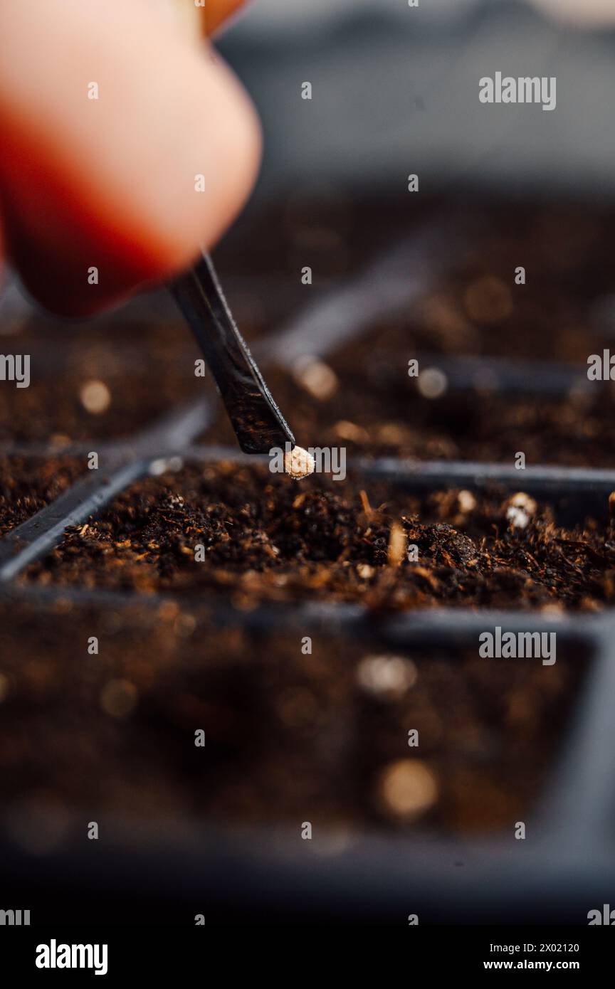 Seed planting in a hatchery Stock Photo - Alamy