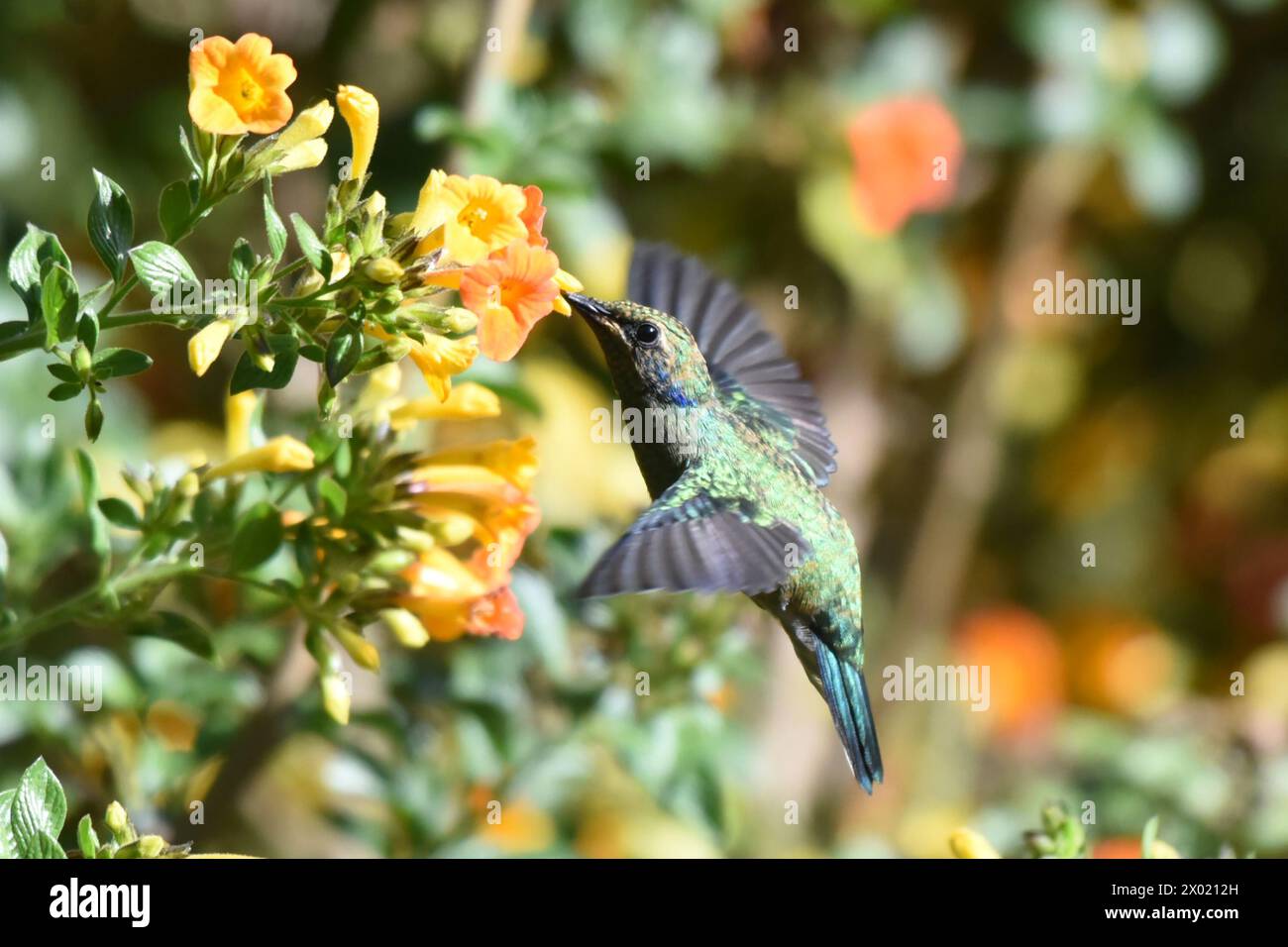 Shiny mountain birds eye hi-res stock photography and images - Alamy