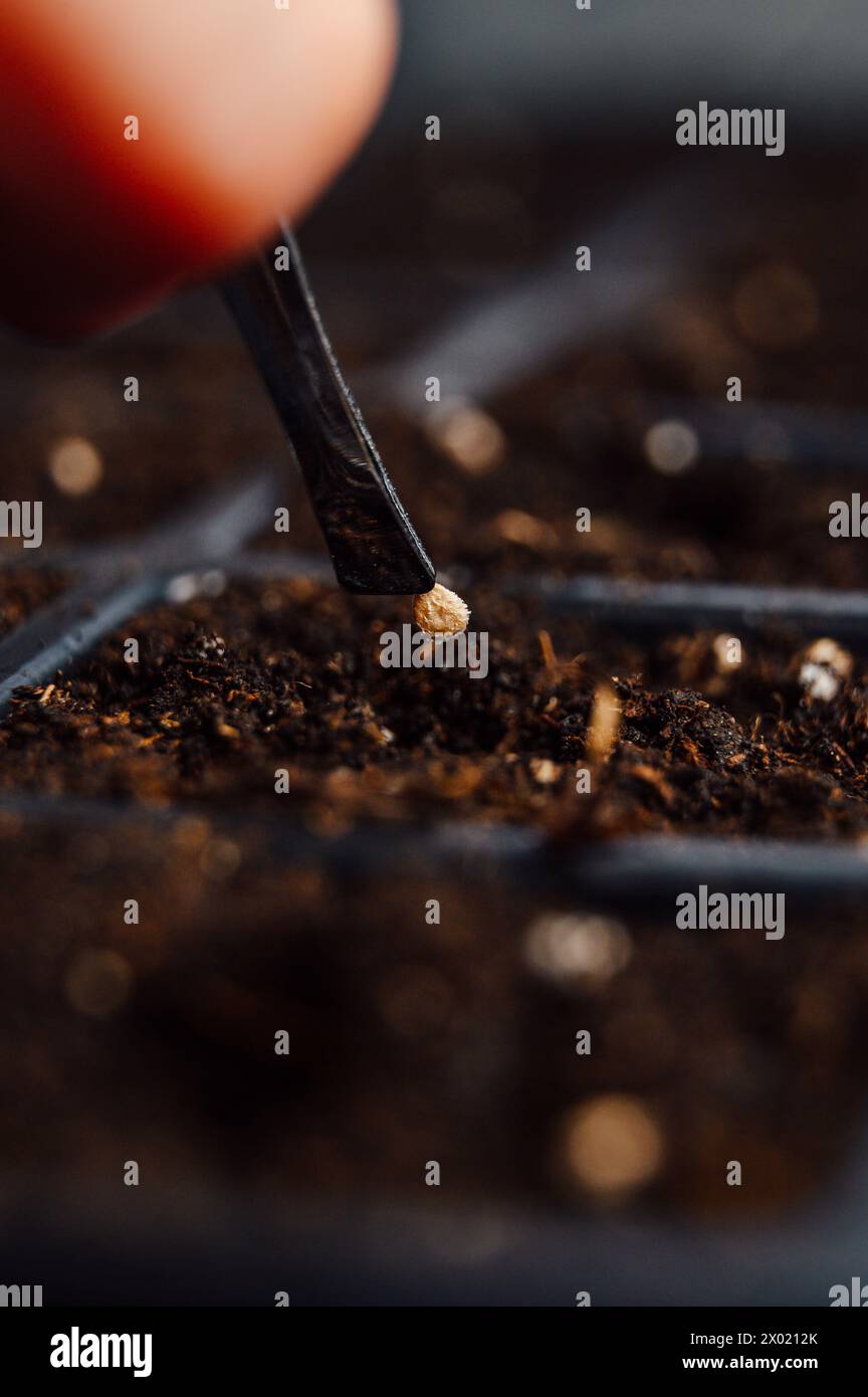 Seed planting in a hatchery Stock Photo - Alamy