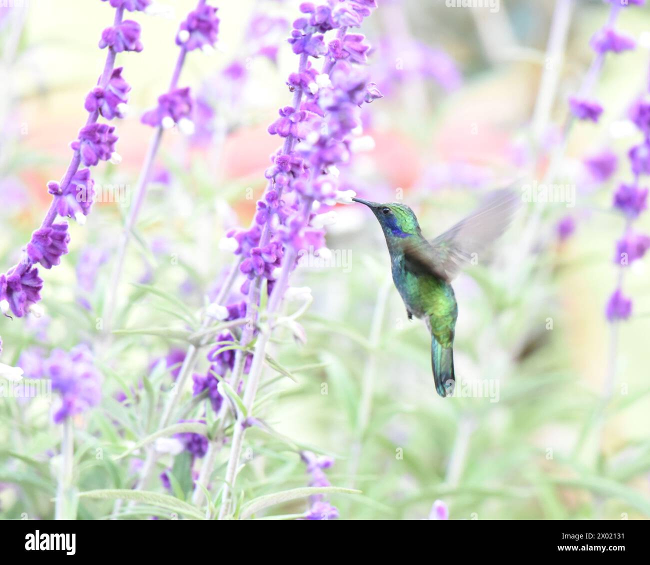 Birds of Costa Rica: Lesser violetear (Colibri cyanotus Stock Photo - Alamy