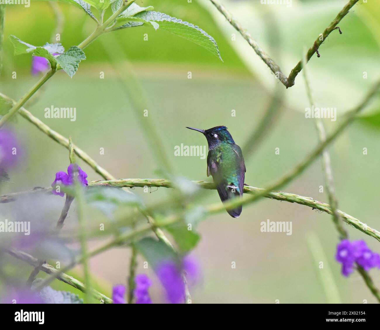 Birds of Costa Rica: Violet-headed Hummingbird (Klais guimeti Stock ...