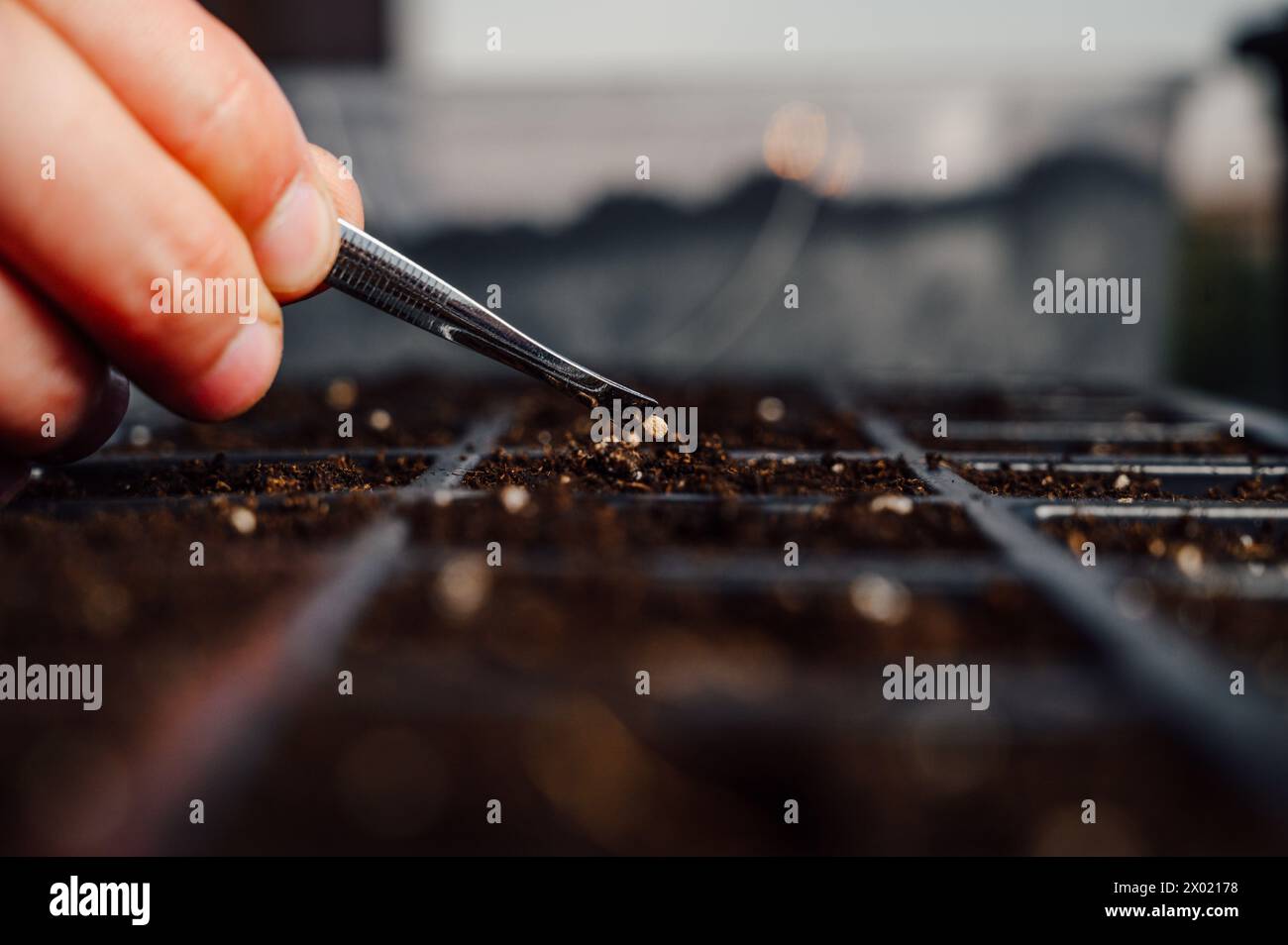 Seed planting in a hatchery Stock Photo - Alamy