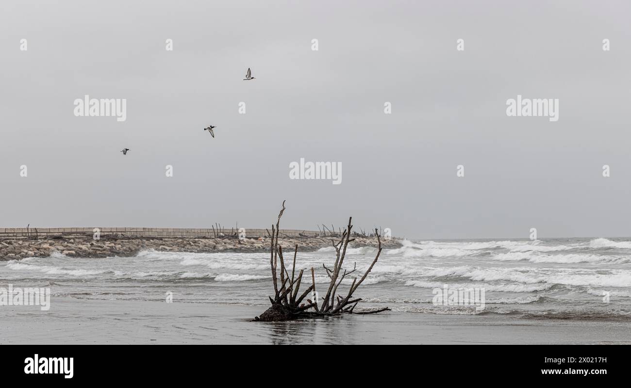 nature reserve beach of island Pellestrina in Venice lagoon (Spiaggia ...