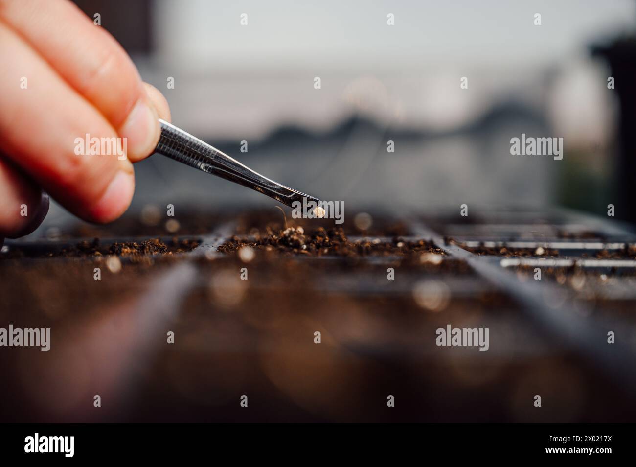 Seed planting in a hatchery Stock Photo - Alamy
