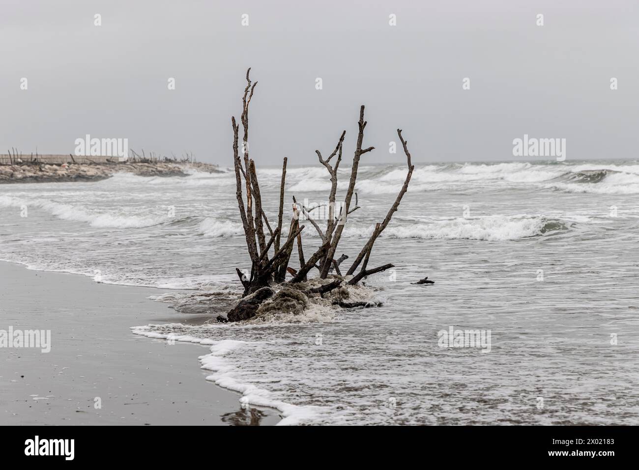 nature reserve beach of island Pellestrina in Venice lagoon (Spiaggia ...