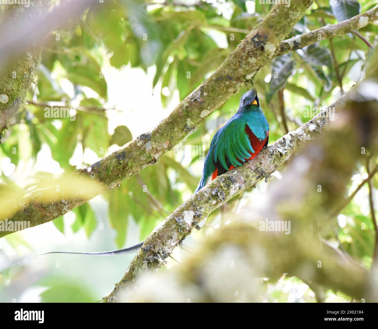 Birds of Costa Rica: Male Resplendent Quetzal (Pharomachrus mocinno ...