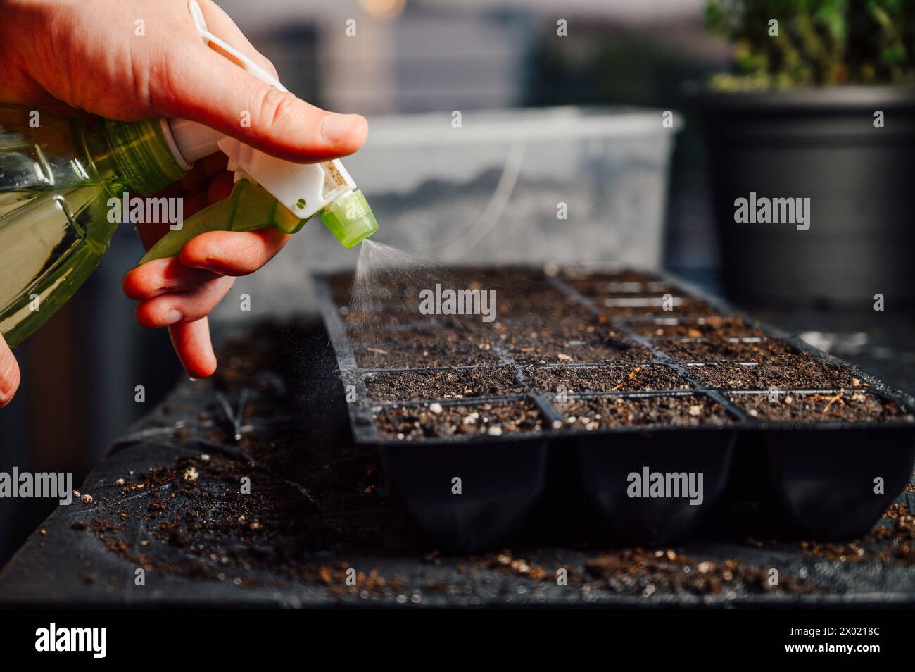 Moistening seeds hi-res stock photography and images - Alamy