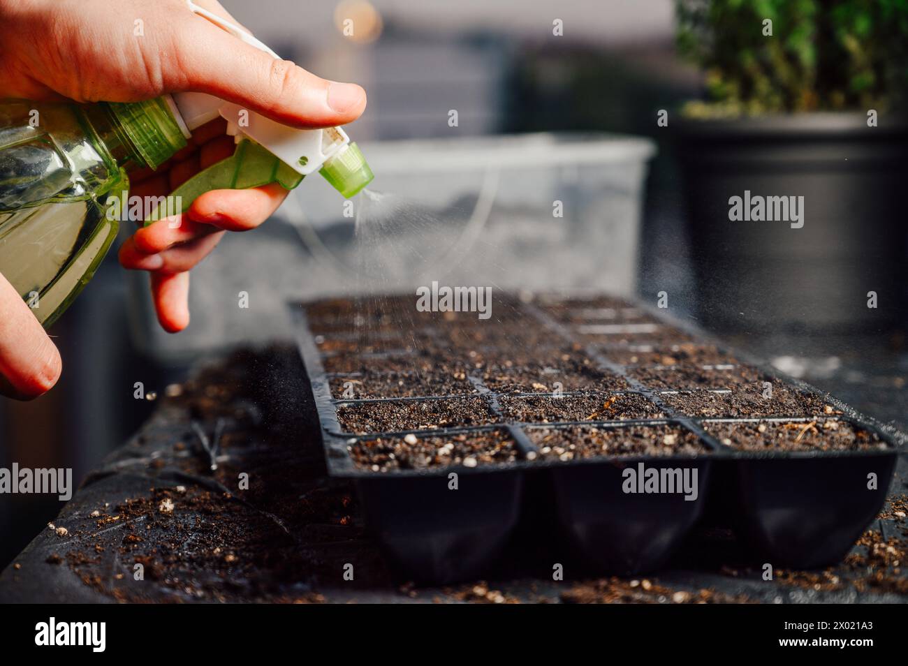 Moistening seeds hi-res stock photography and images - Alamy